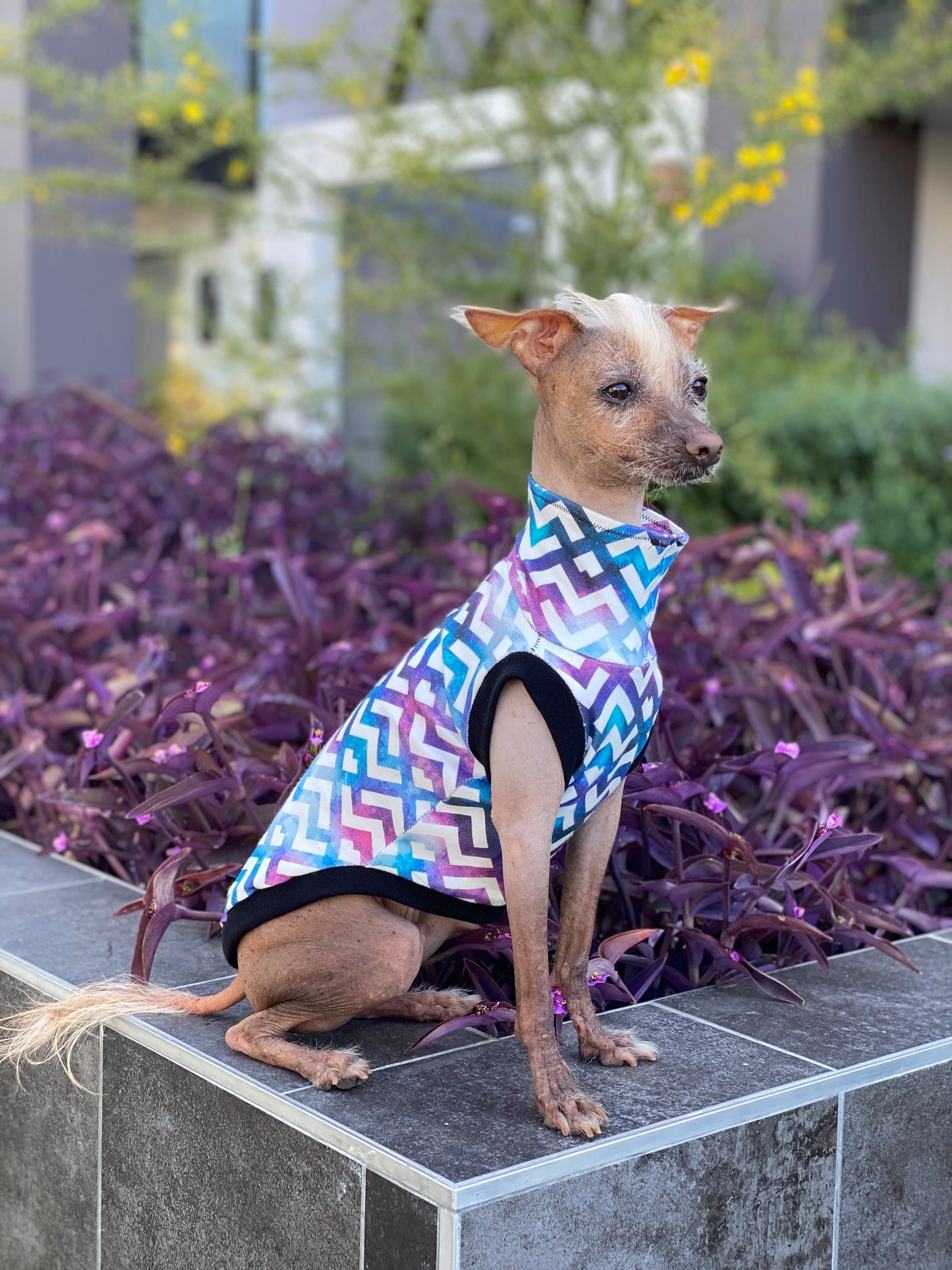 Custom Chinese Crested and Italian Greyhound Clothing - Jennifer Lynn