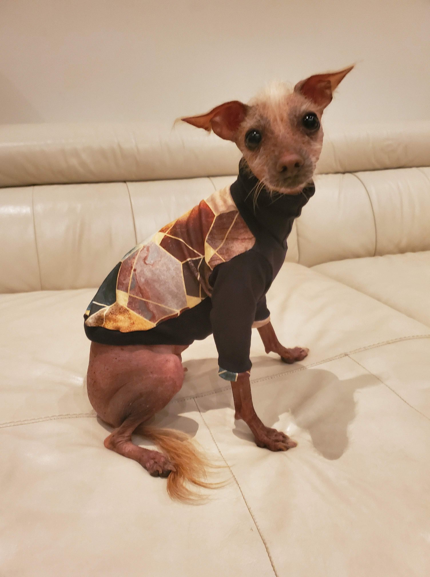 Custom Chinese Crested and Italian Greyhound Clothing - Jennifer Lynn
