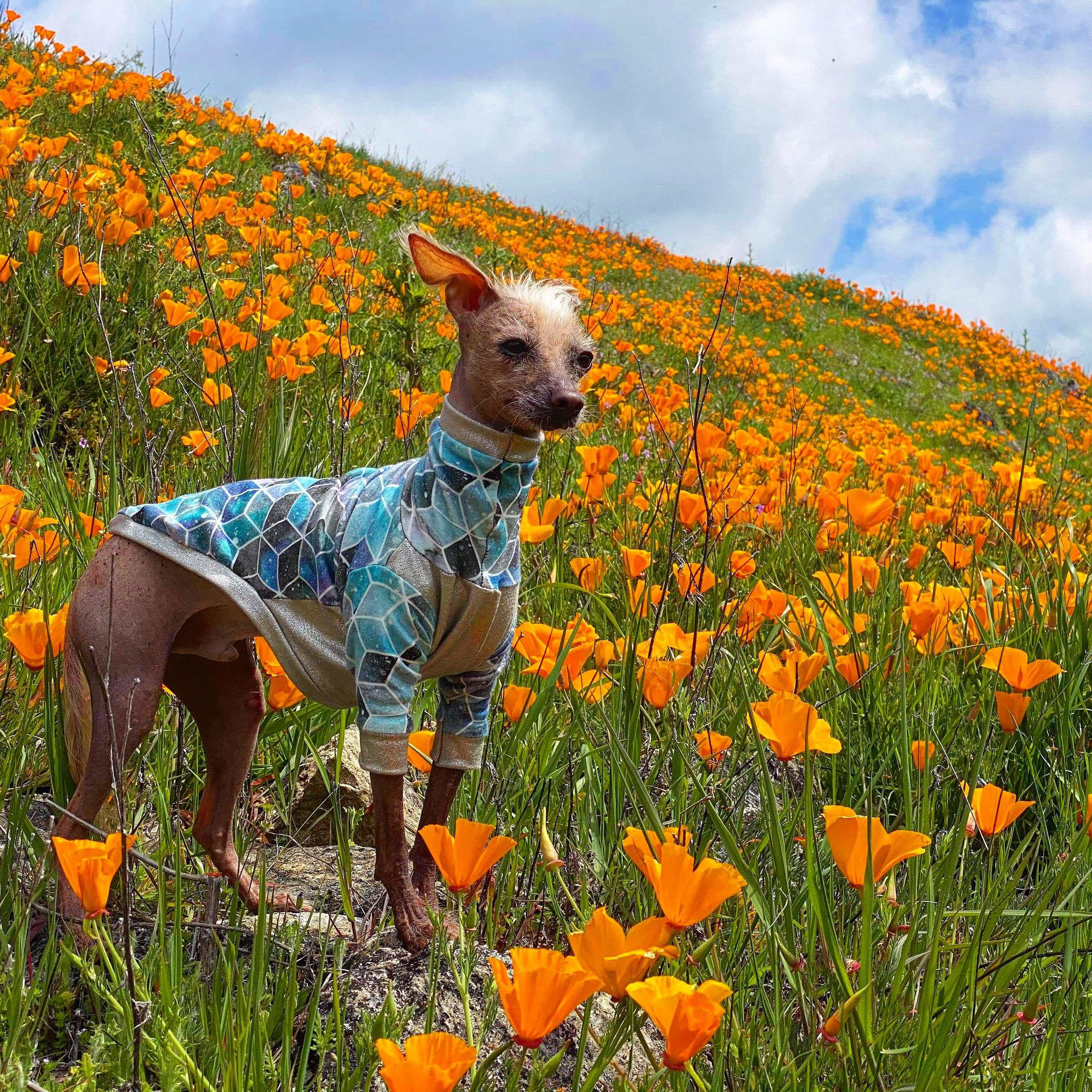 Custom Chinese Crested and Italian Greyhound Clothing - Jennifer Lynn